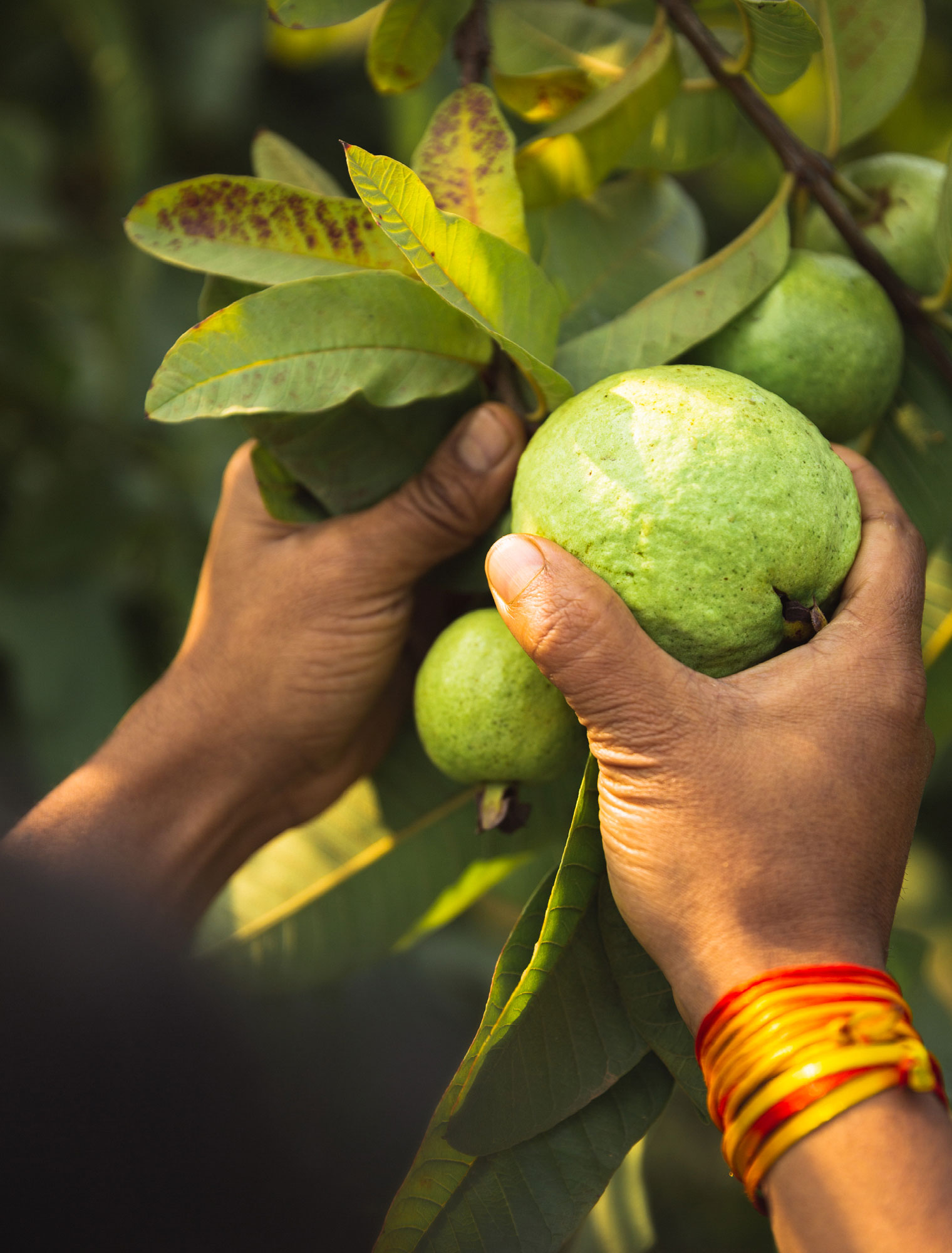 Aman-i-Khas Gallery - Luxury Accommodation in India - Aman