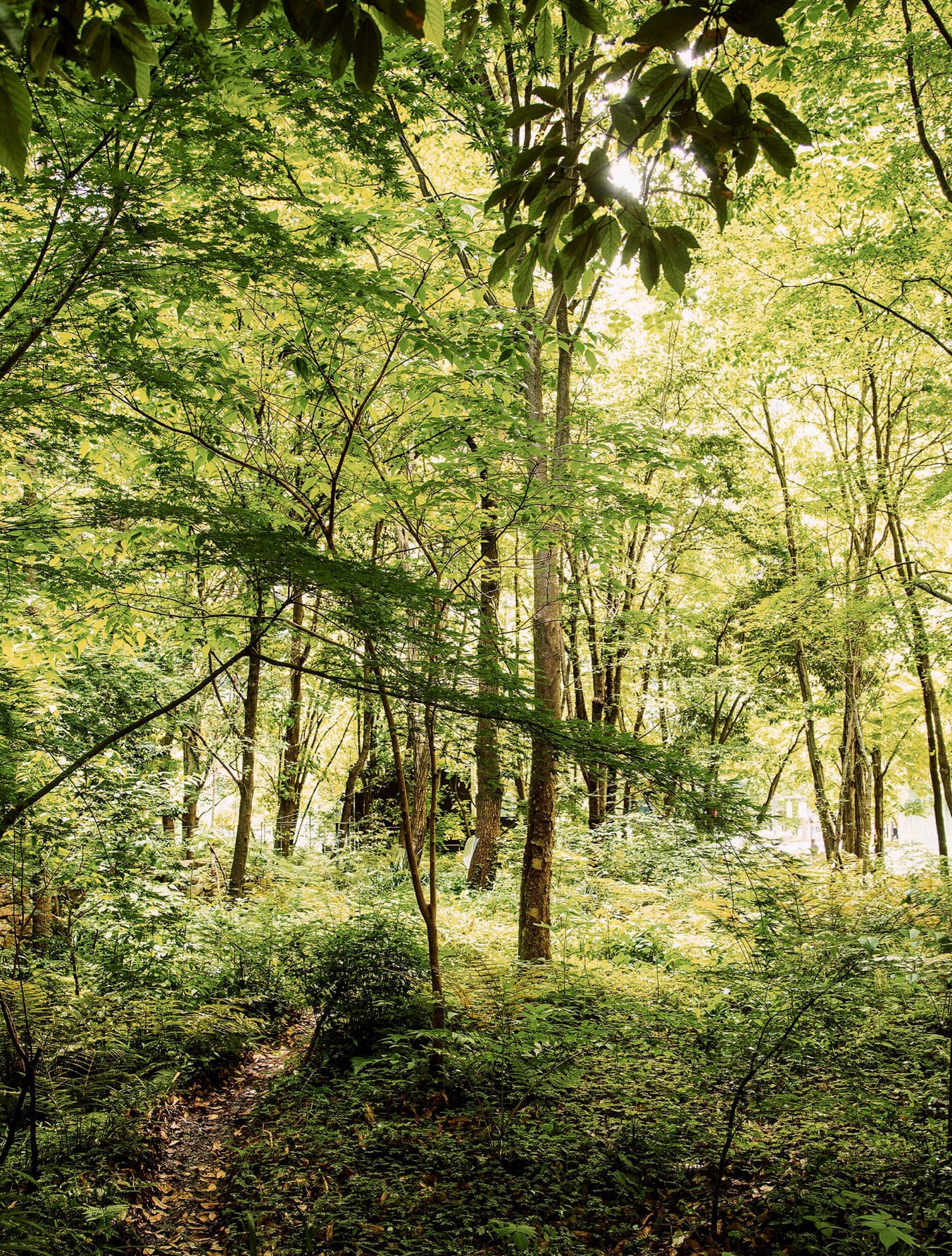 Secret Forest - Book Experiences at Aman Tokyo