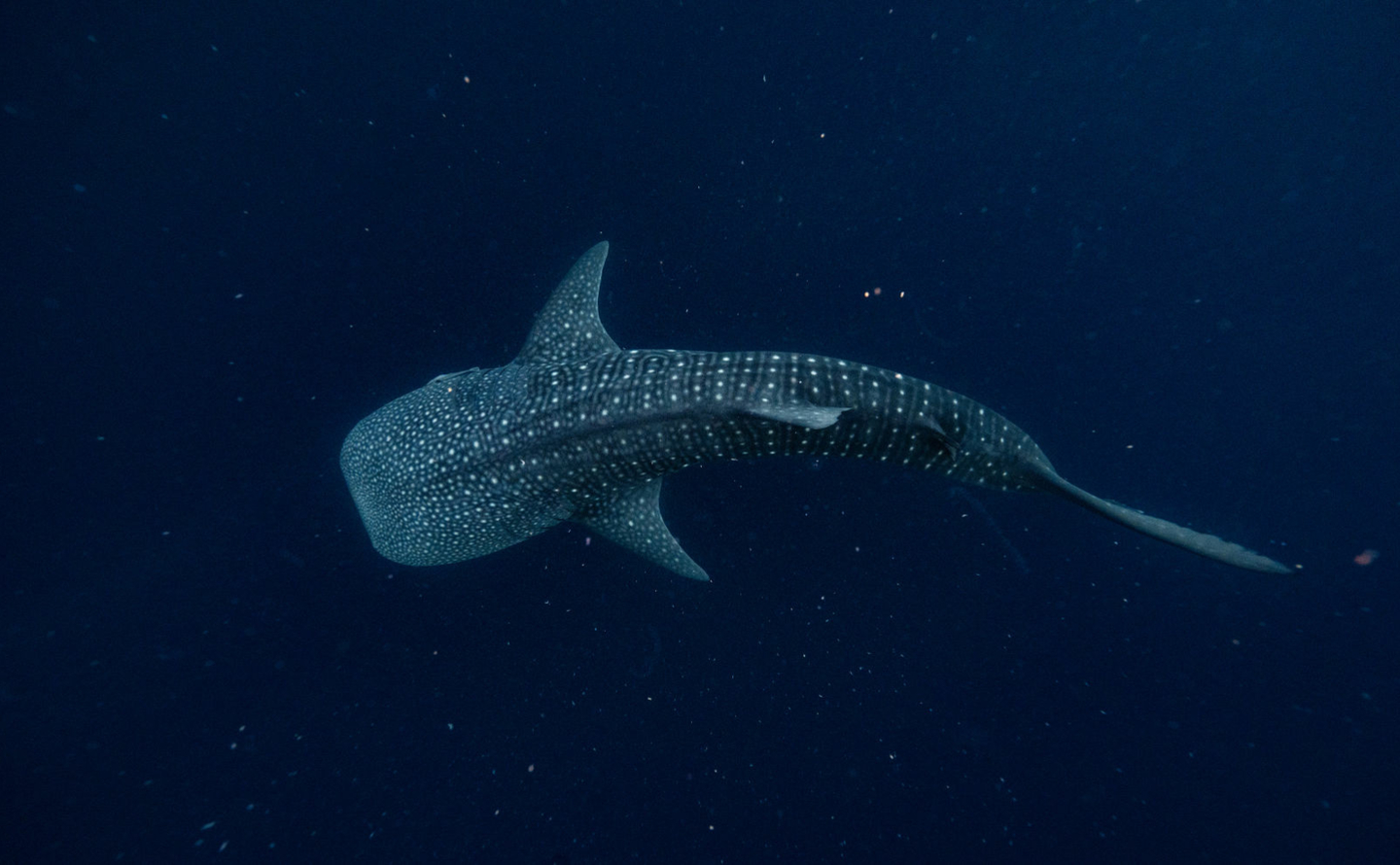 Whale Shark